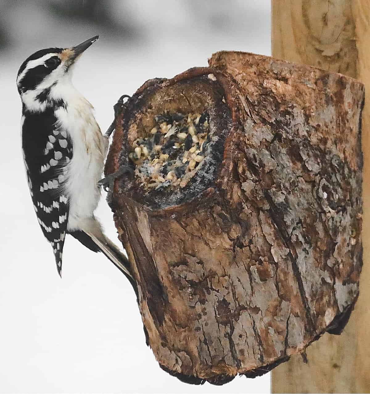What To Feed Backyard Birds- A Complete Guide